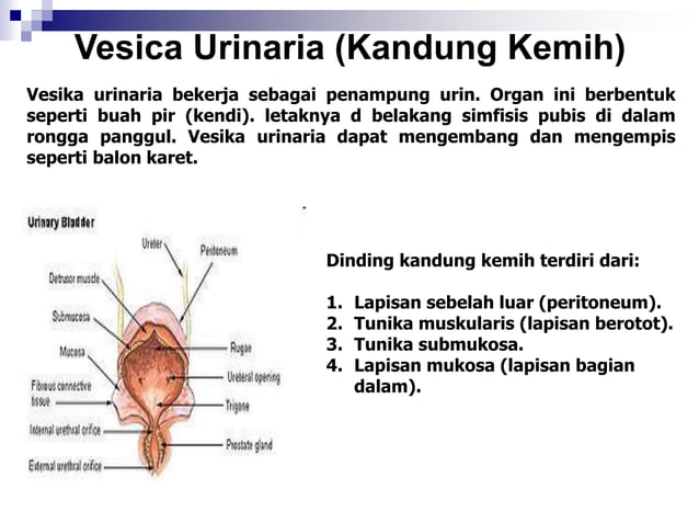 Anatomi-Fisiologi-Sistem-Urinaria-PPT.ppt