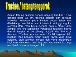 Anatomi fisiologi-sistemc2a0pernafasan1 | PPT