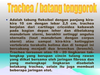 Anatomi fisiologi-sistem pernafasan | PPT