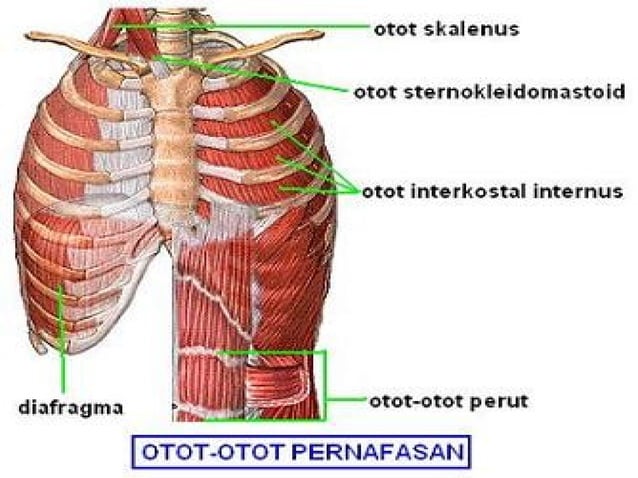 Anatomi fisiologi-sistem pernafasan | PPT