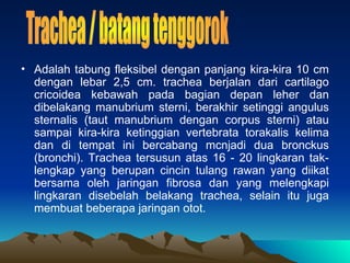 anatomi-fisiologi-sistempernafasan bagi mahasiswa bidan | PPT