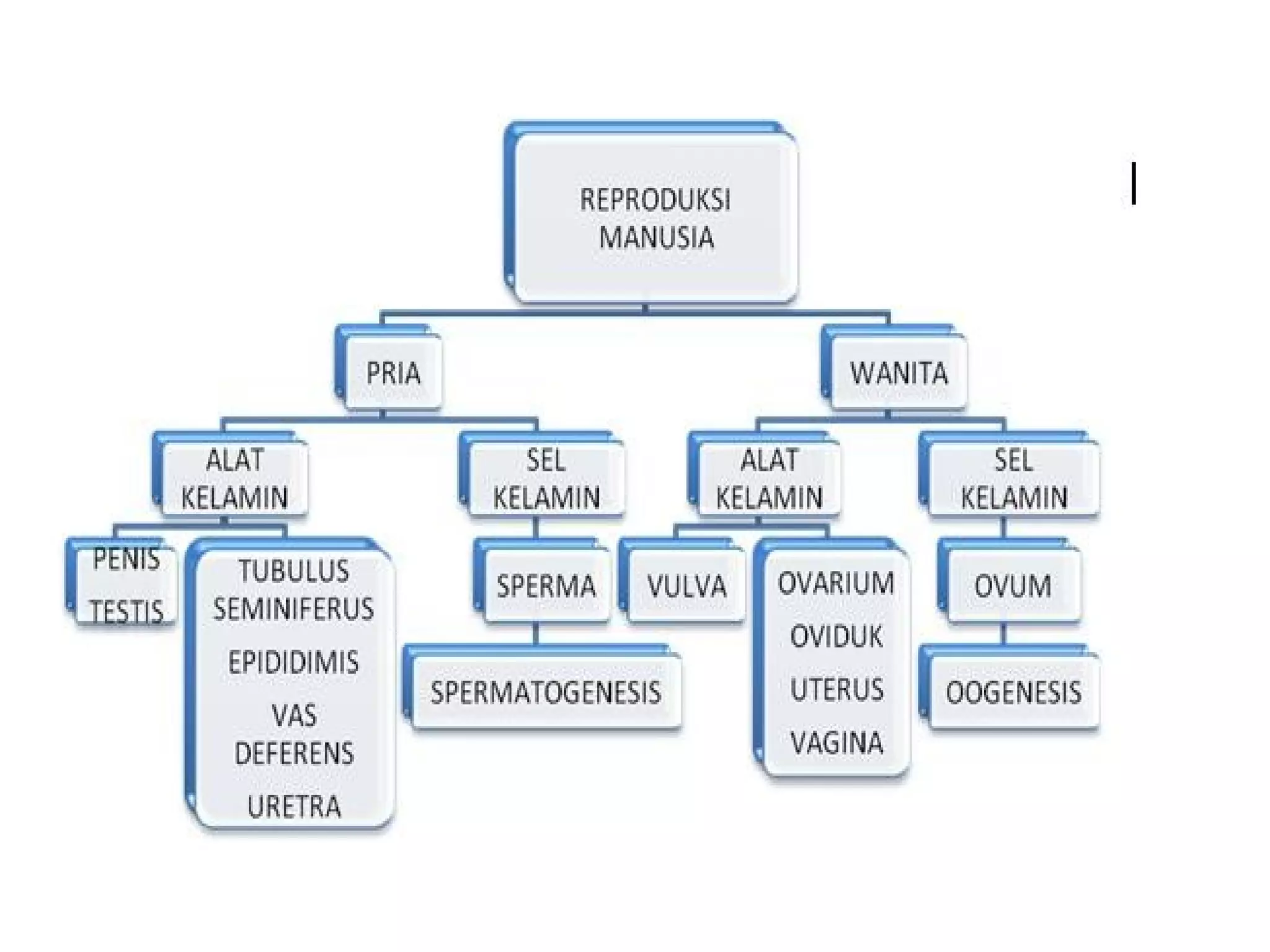ANATOMI FISIOLOGI SISTEM REPRODUKSI | PPT