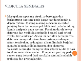 ANATOMI FISIOLOGI SISTEM REPRODUKSI | PPT