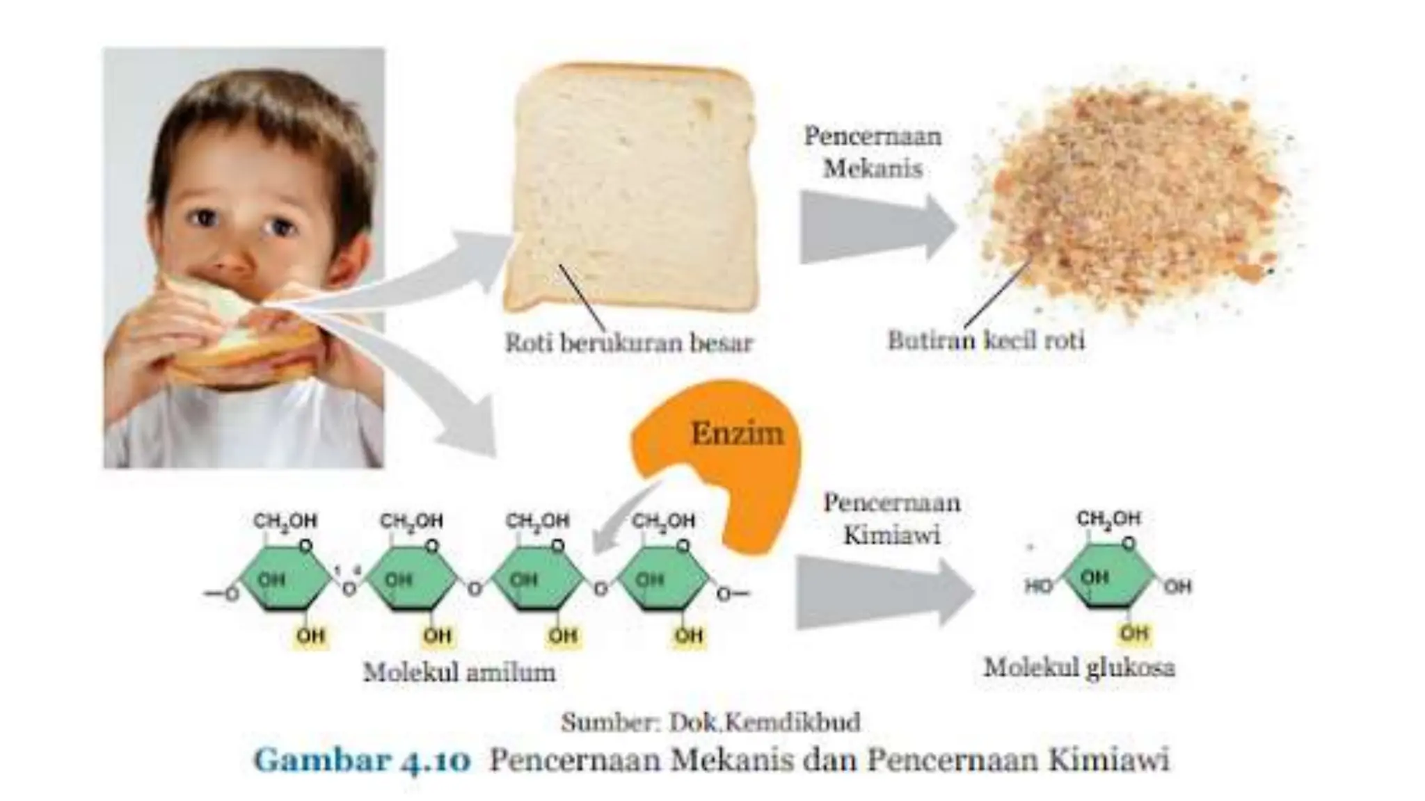 PENYERAPAN ZAT GIZI ( Anatomi-Fisiologi ) | PPTX