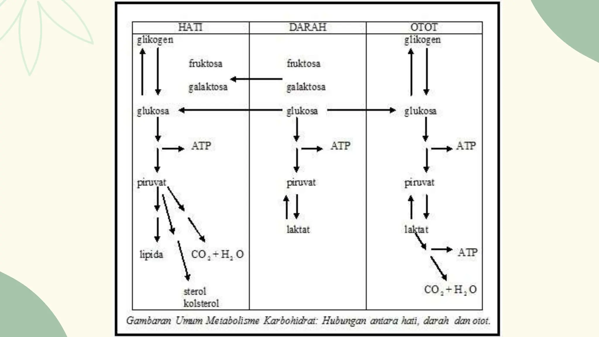 PENYERAPAN ZAT GIZI ( Anatomi-Fisiologi ) | PPTX