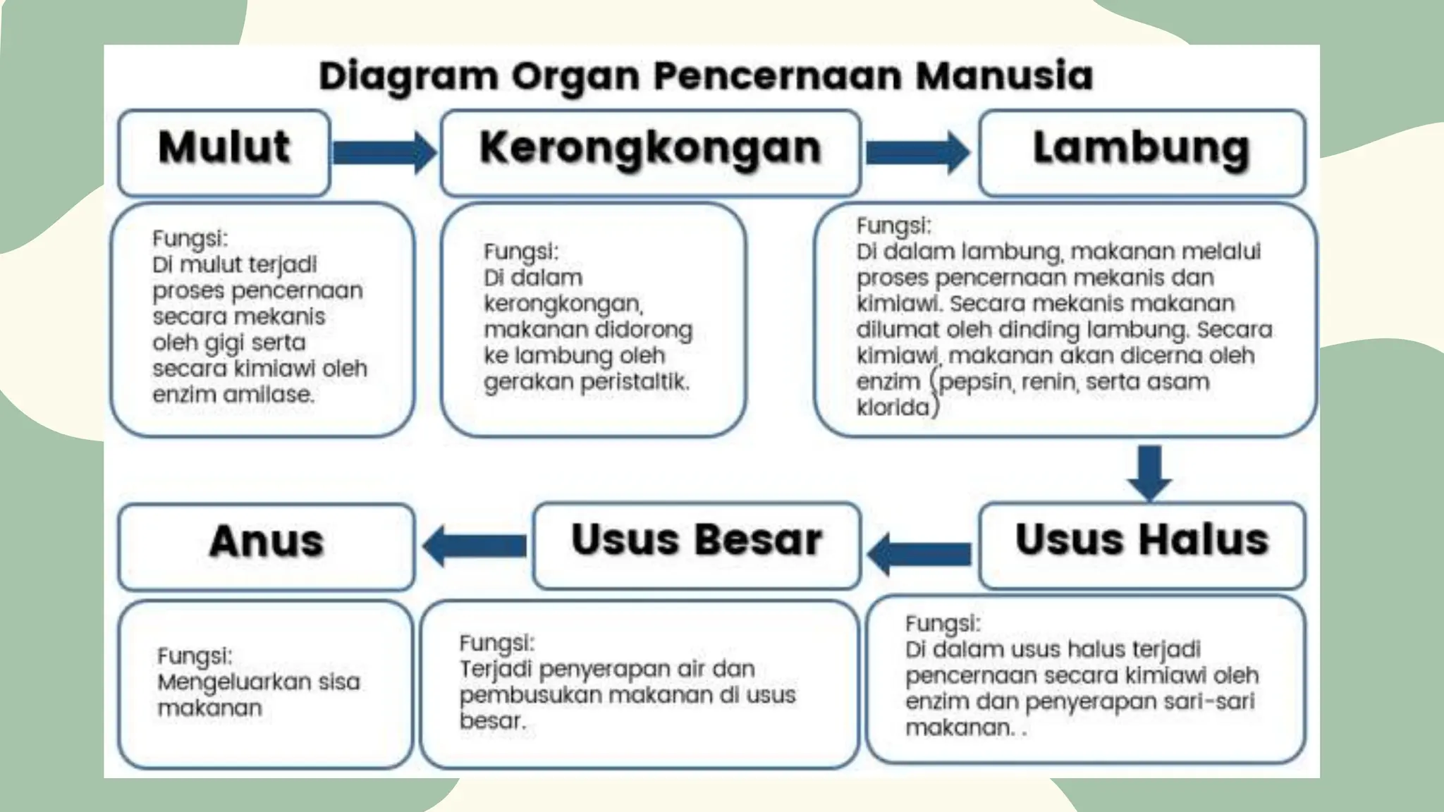 PENYERAPAN ZAT GIZI ( Anatomi-Fisiologi ) | PPTX
