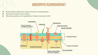 PENYERAPAN ZAT GIZI ( Anatomi-Fisiologi ) | PPTX