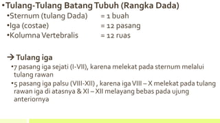 Anatomi-Fisiologi_Sistem_Muskuloskeletal.pptx