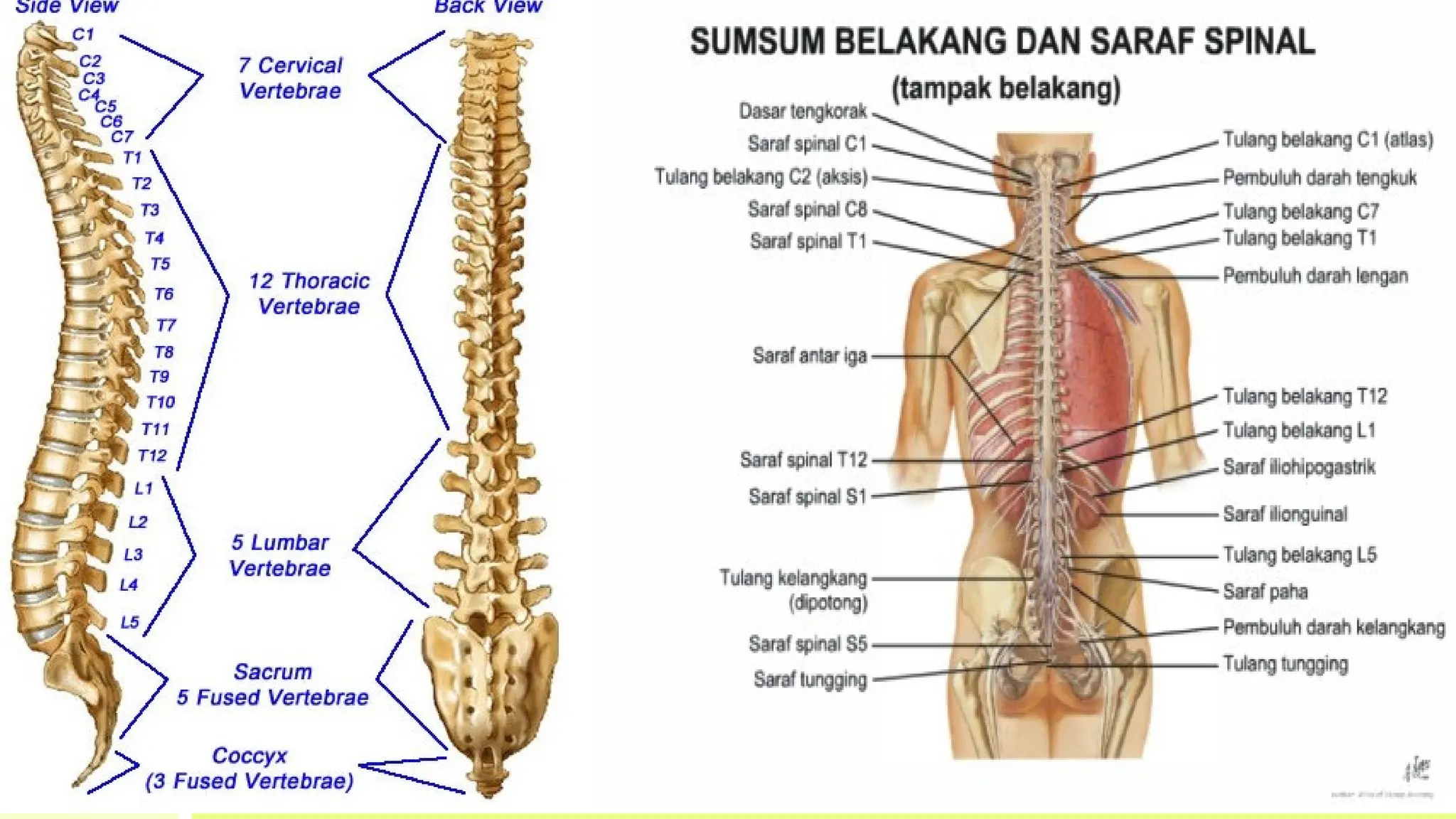 Anatomi-Fisiologi_Sistem_Muskuloskeletal.pptx