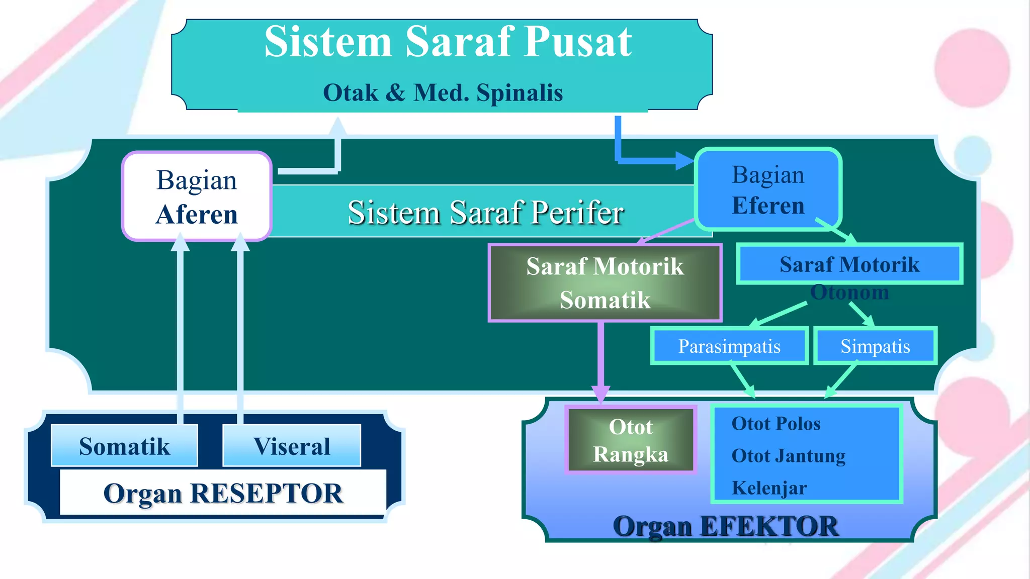 ANATOMI-FISIOLOGI SISTEM SARAF.ppt