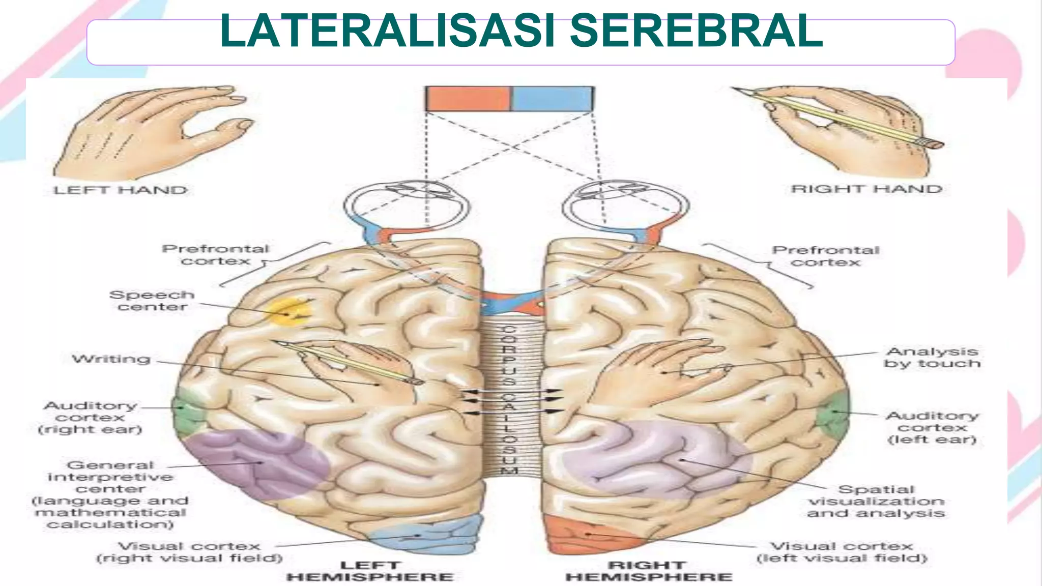 ANATOMI-FISIOLOGI SISTEM SARAF.ppt