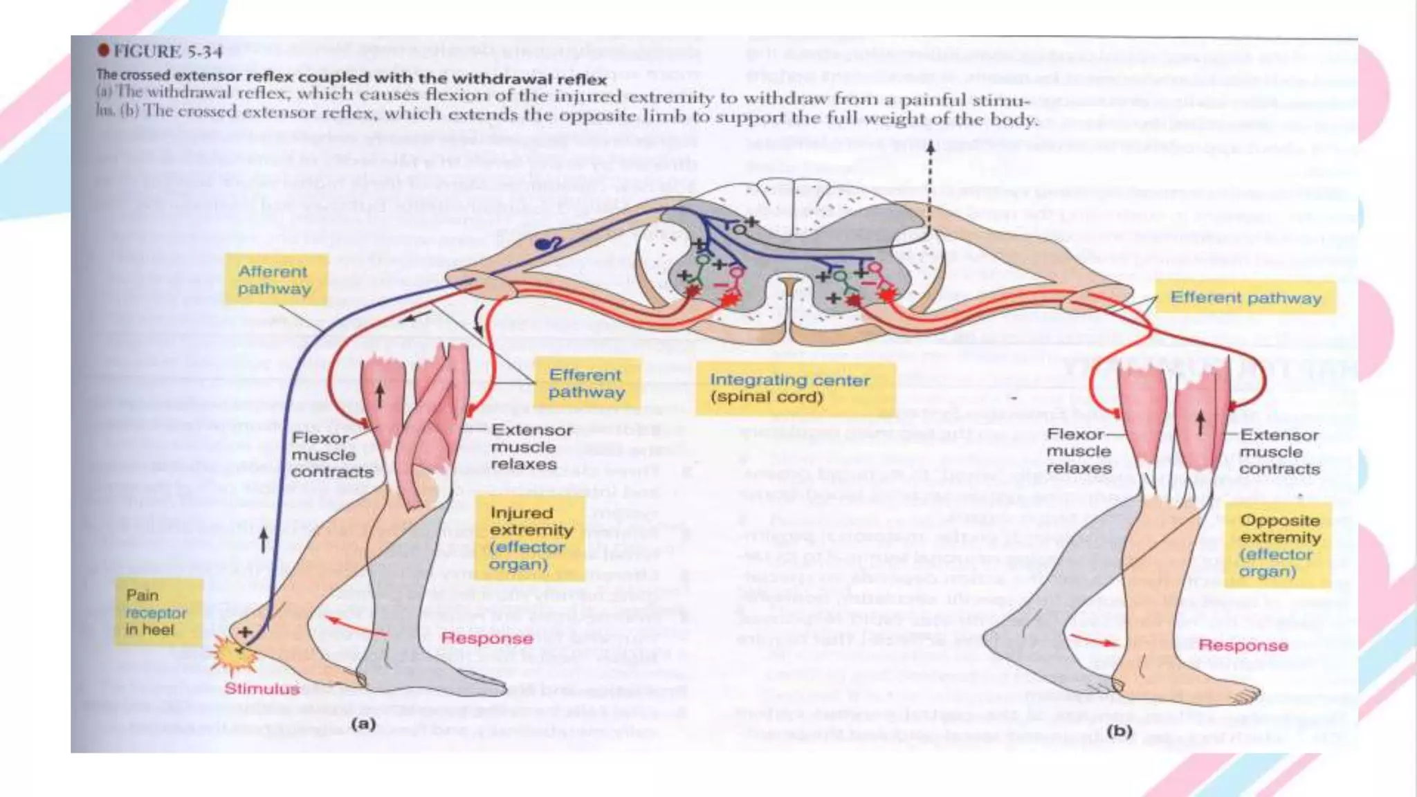 ANATOMI-FISIOLOGI SISTEM SARAF.ppt