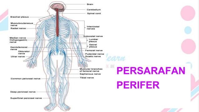 ANATOMI-FISIOLOGI SISTEM SARAF.ppt