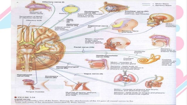 ANATOMI-FISIOLOGI SISTEM SARAF.ppt