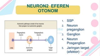 ANATOMI-FISIOLOGI SISTEM SARAF.ppt