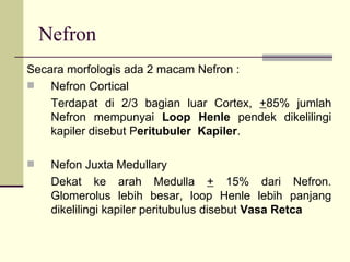 Anatomi ginjal | PPT