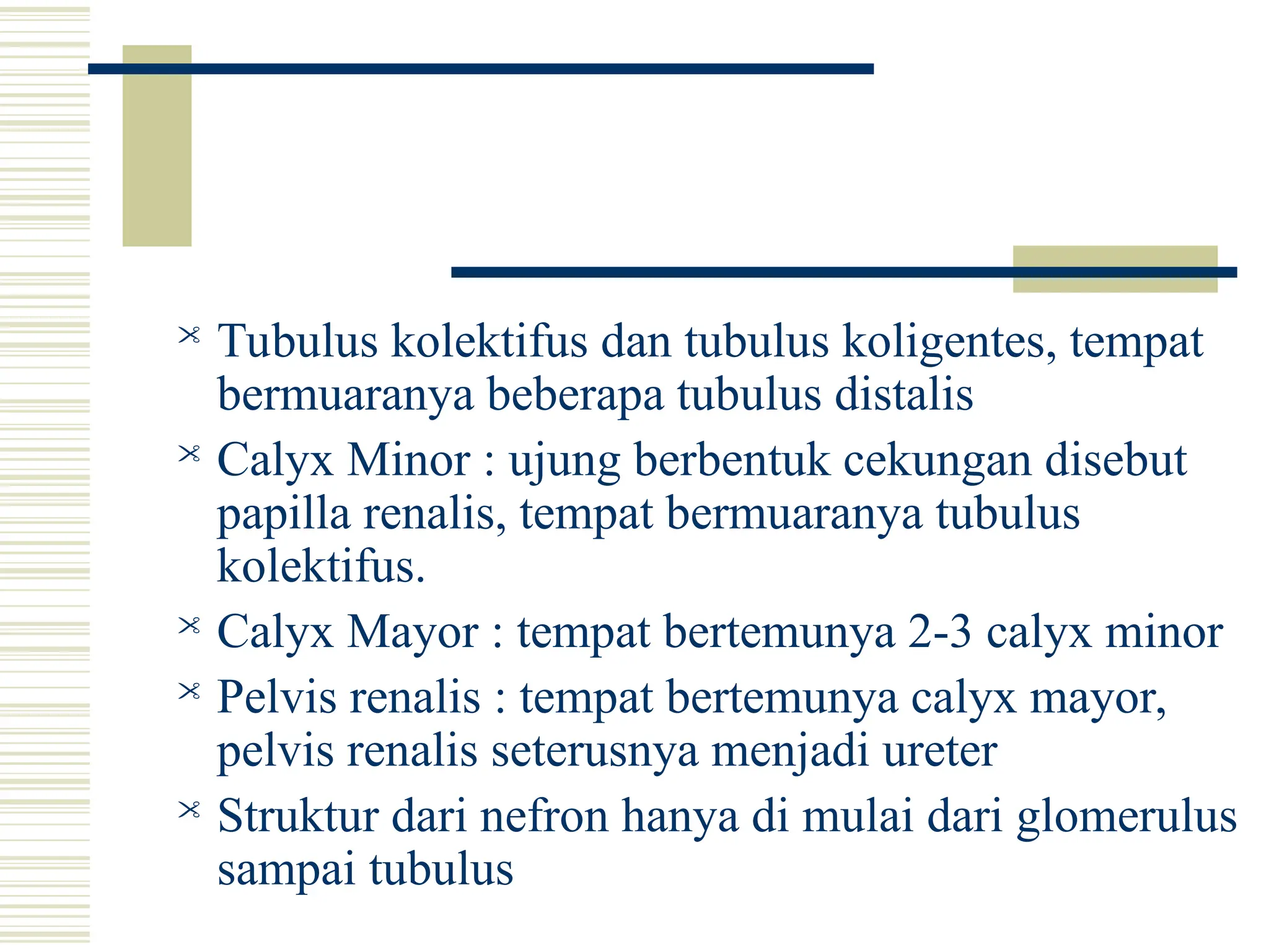 Anatomi-Histologi-dan-Topografi-Pertemuan-6.ppt