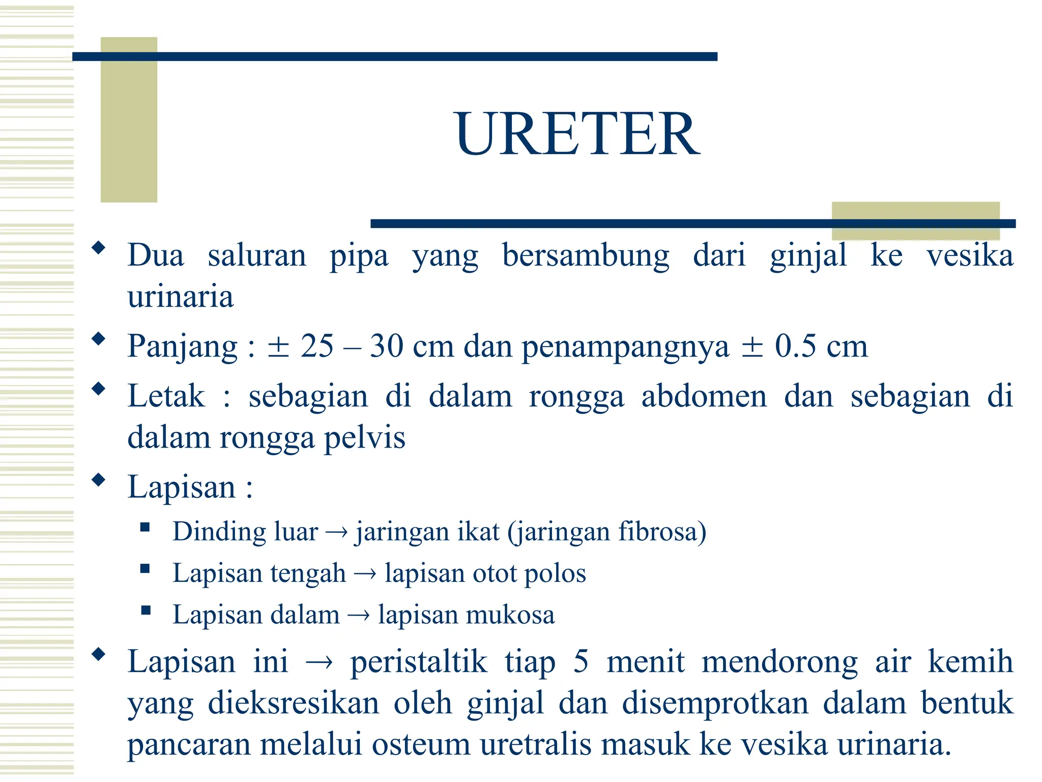 Anatomi-Histologi-dan-Topografi-Pertemuan-6.ppt