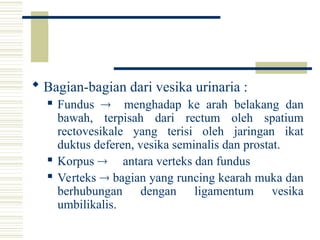 Anatomi-Histologi-dan-Topografi-Pertemuan-6.ppt