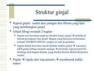 Anatomi-Histologi-dan-Topografi-Pertemuan-6.ppt