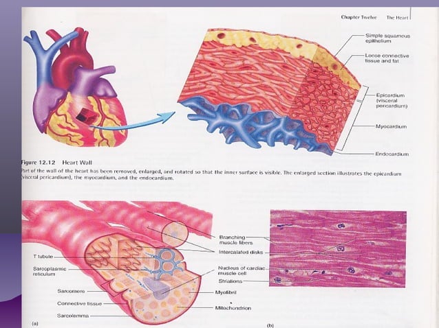 Anatomi jantung | PPT