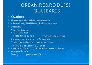 Anatomi dan fisiologi sistem reproduksi manusia | PPTX