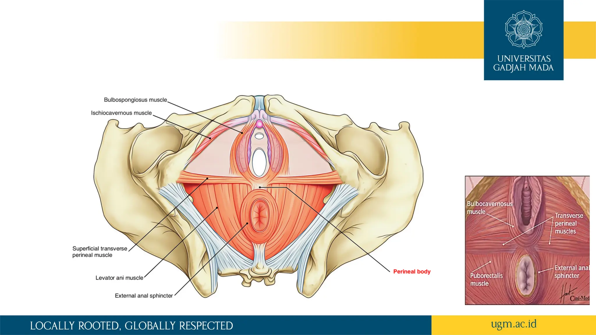 Anatomi pada perineum serta anorektal.pdf