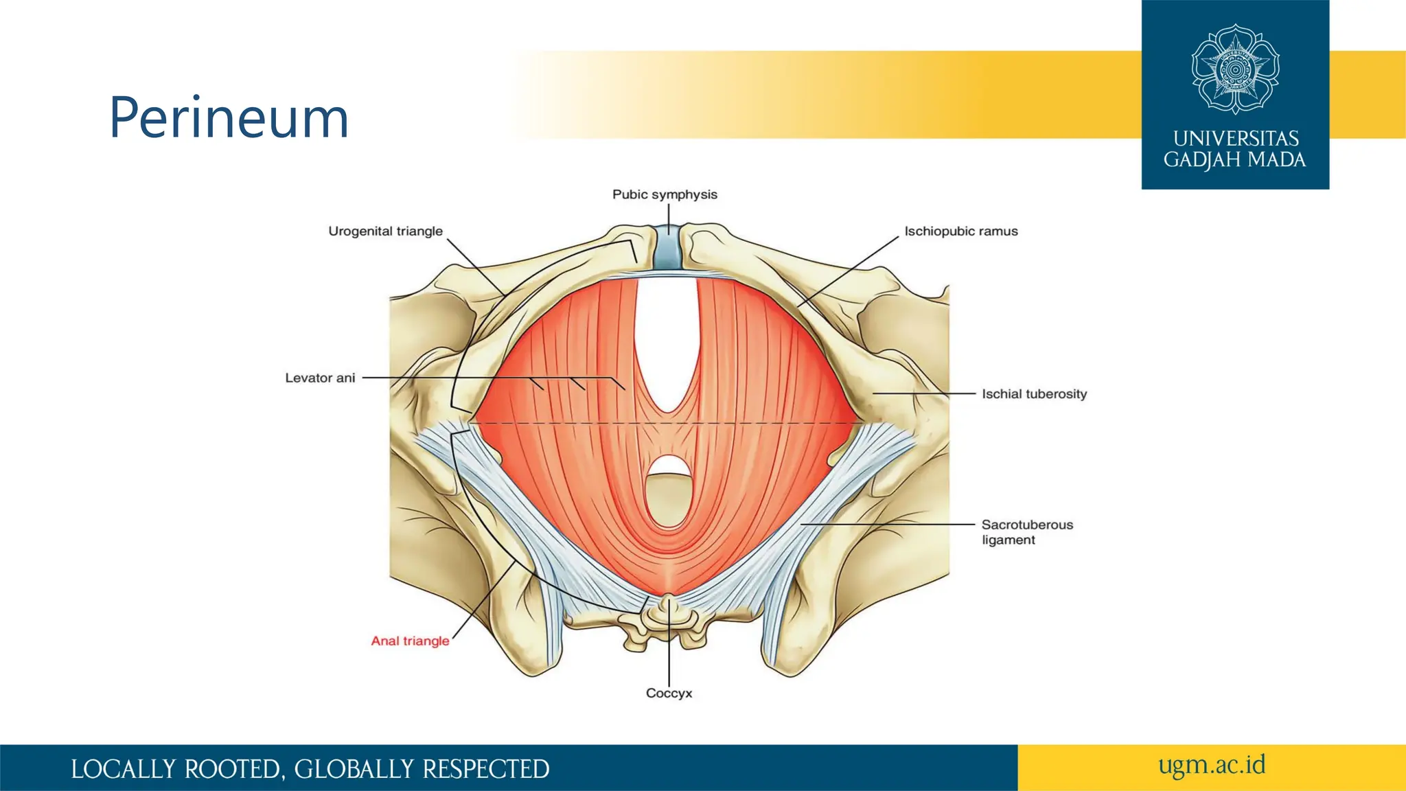 Anatomi pada perineum serta anorektal.pdf