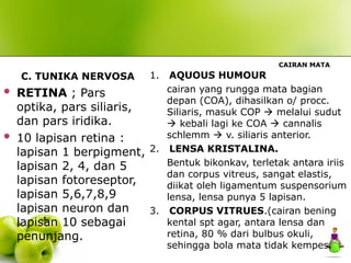 anatomi-sistem-panca-indra-120118184237-phpapp01.ppt