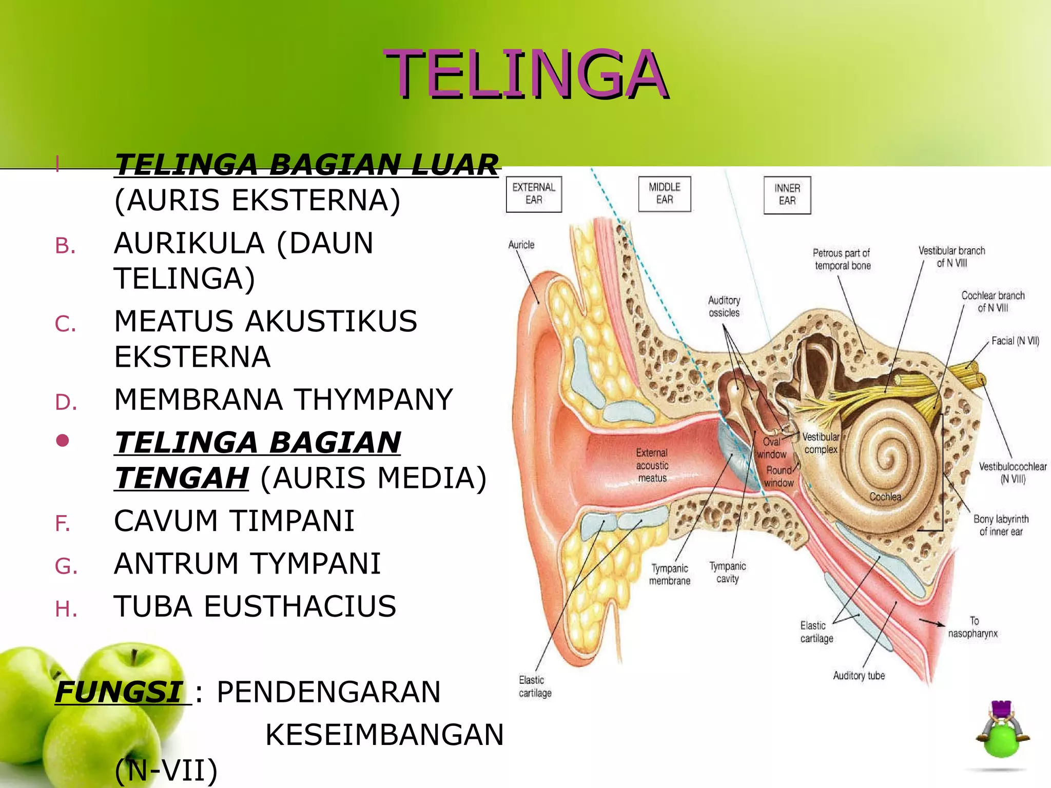 Anatomi sistem-panca-indra | PPT