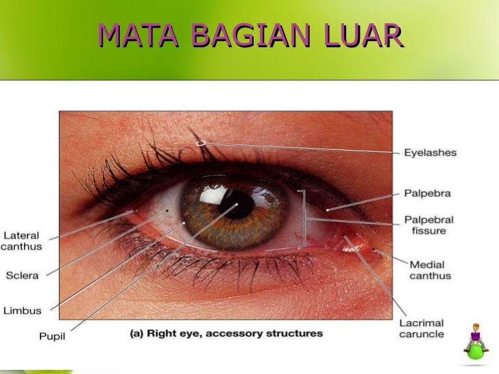 Anatomi sistem-panca-indra