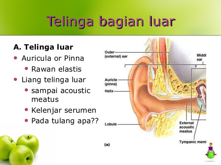 Anatomi sistem-panca-indra