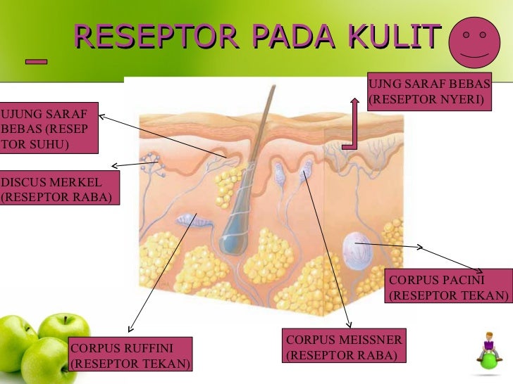 Anatomi sistem-panca-indra