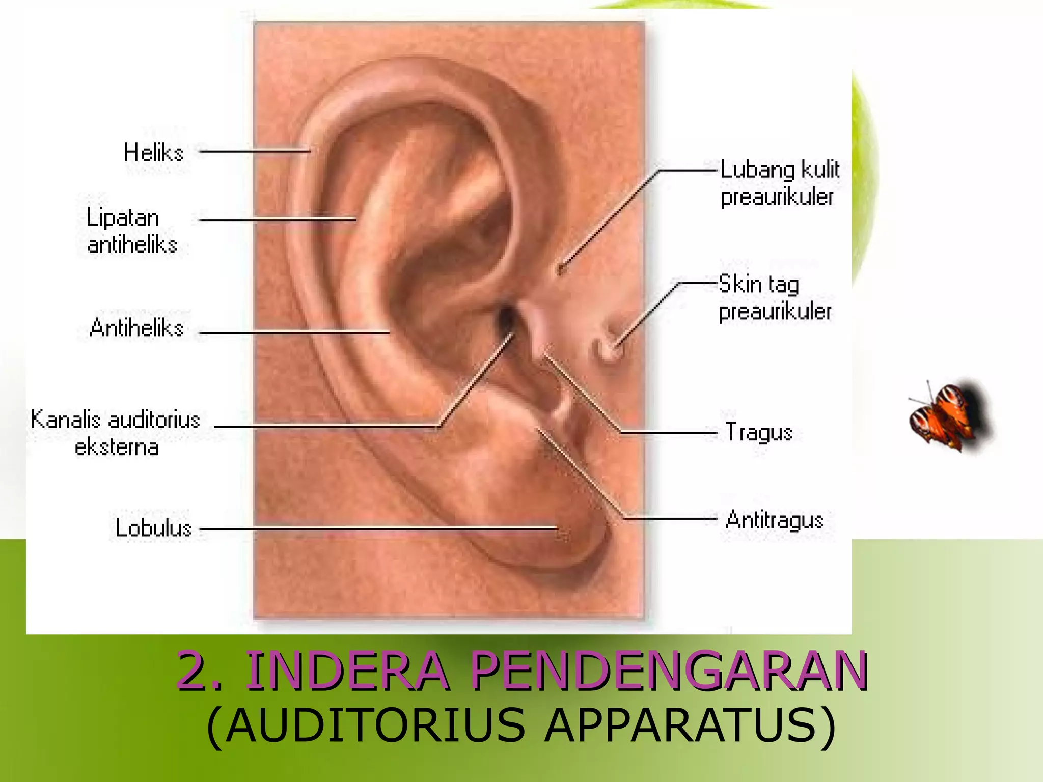 Anatomi sistem-panca-indra | PPT