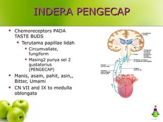 Anatomi sistem-panca-indra | PPT