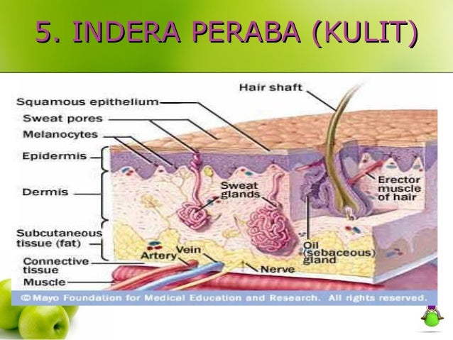 Anatomi sistem-panca-indra