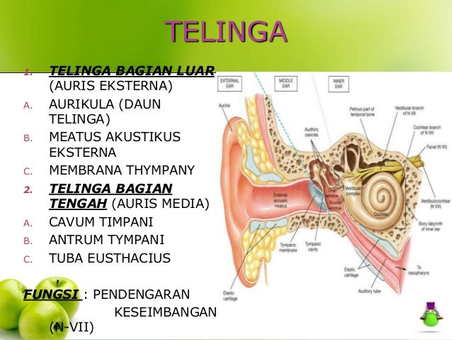 Anatomi sistem-panca-indra