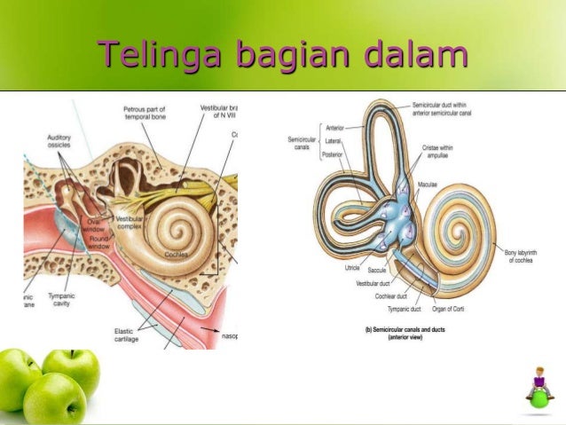 Anatomi sistem-panca-indra