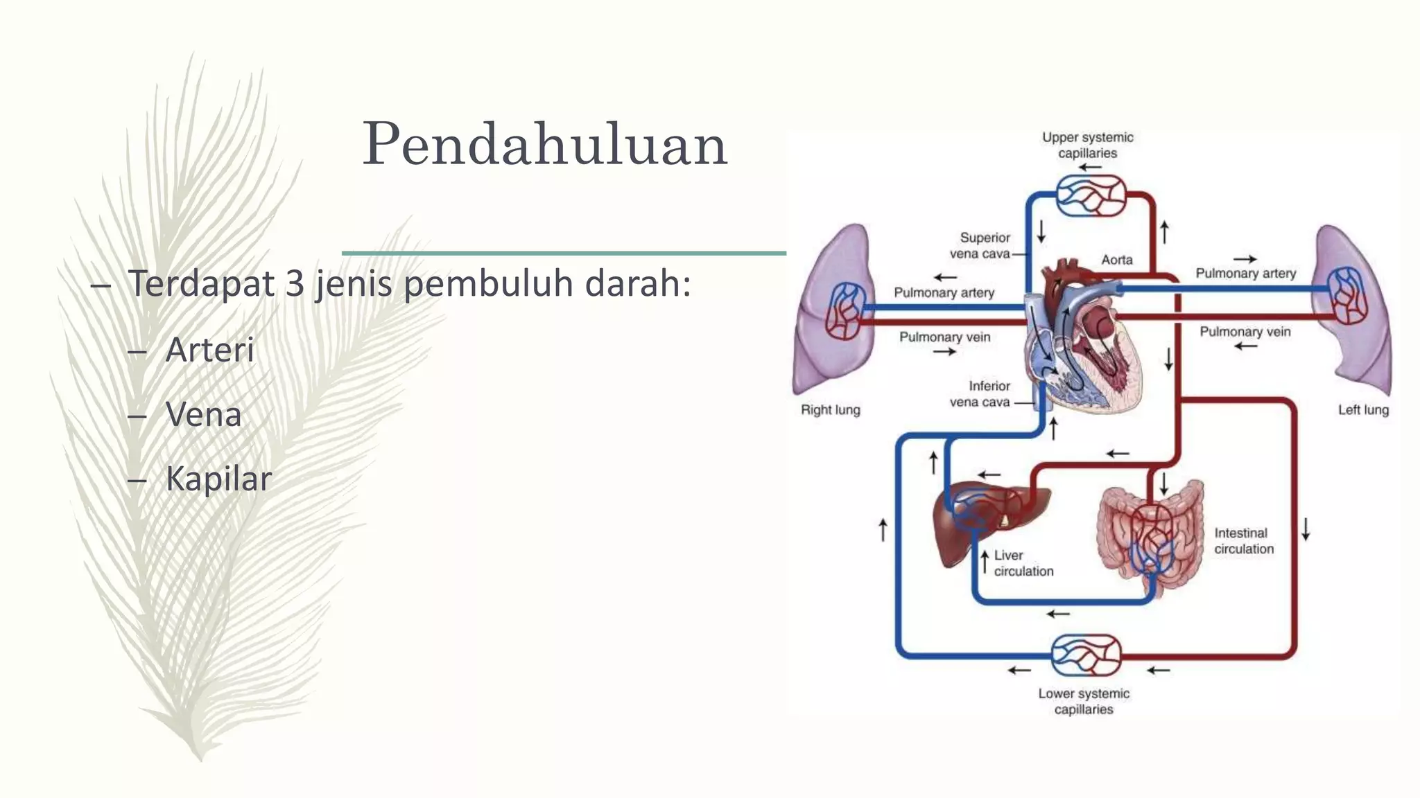 Anatomi-Vascular.pptx
