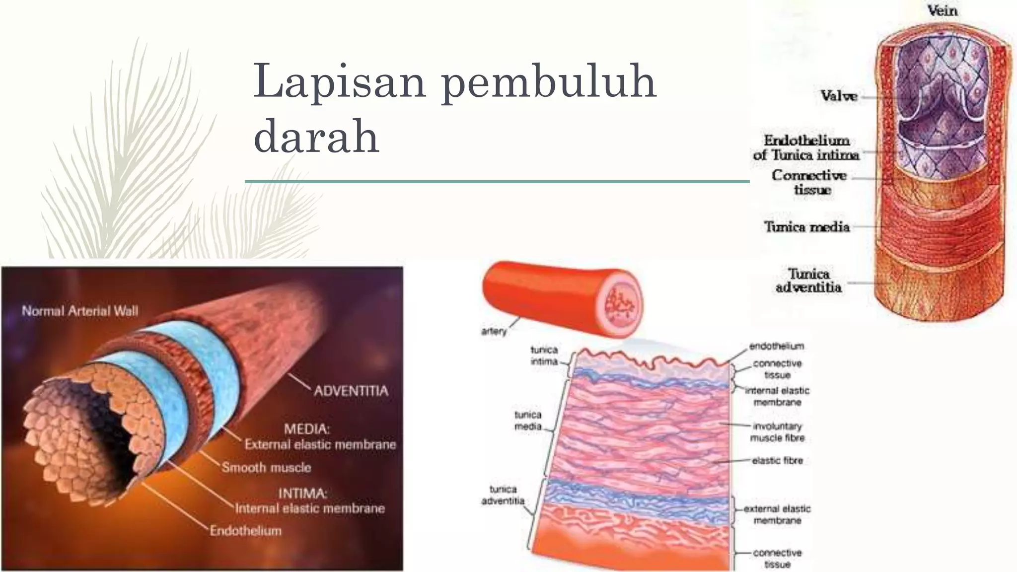 Anatomi-Vascular.pptx