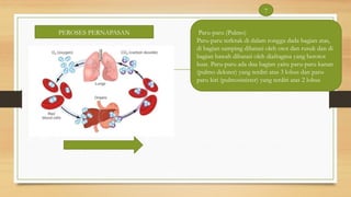 Anatomi diklasifikasikan berdasarkan pendekatan dan fokusnya: | PPTX