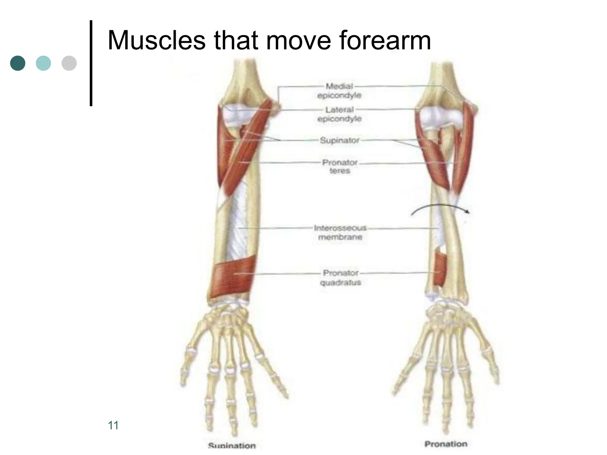 Anatomi 6 Muscular - appendicular.pdf