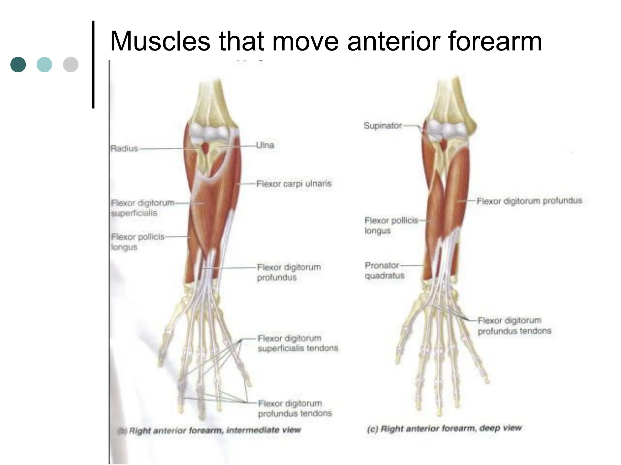 Anatomi 6 Muscular - appendicular.pdf