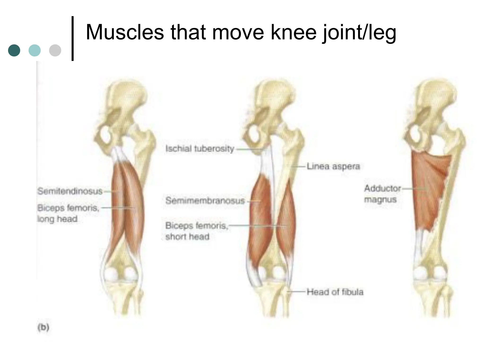 Anatomi 6 Muscular - appendicular.pdf