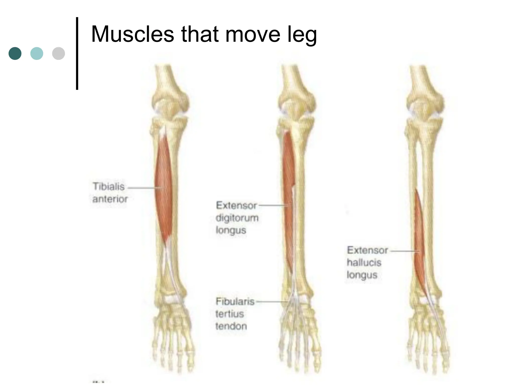 Anatomi 6 Muscular - appendicular.pdf