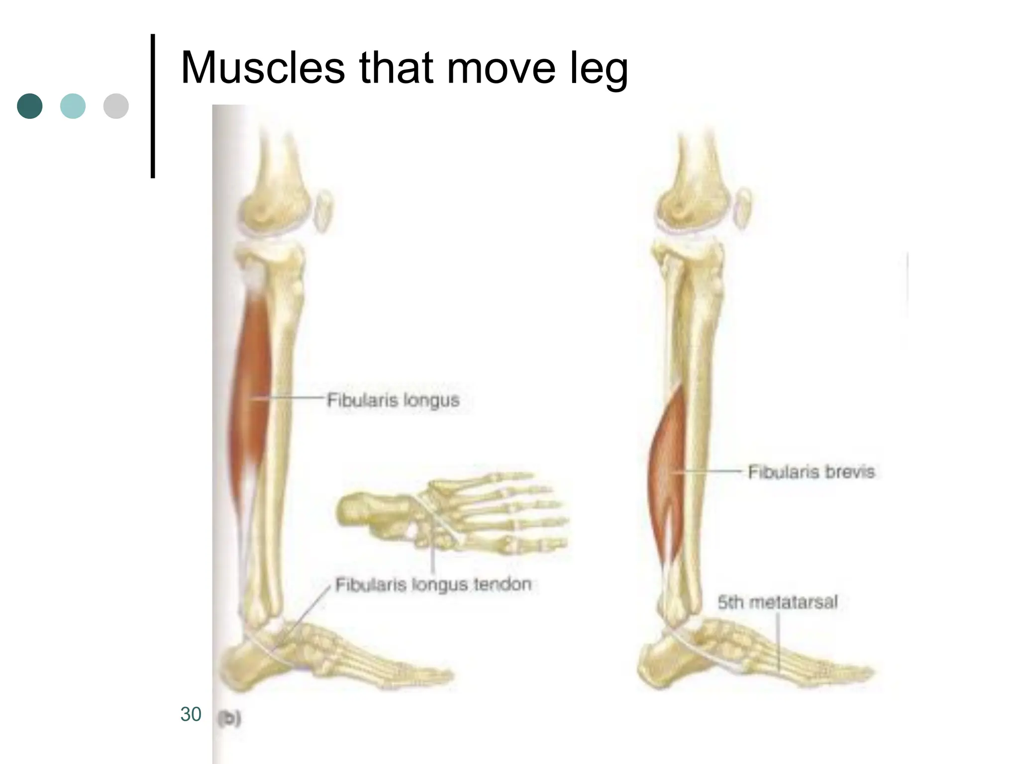 Anatomi 6 Muscular - appendicular.pdf