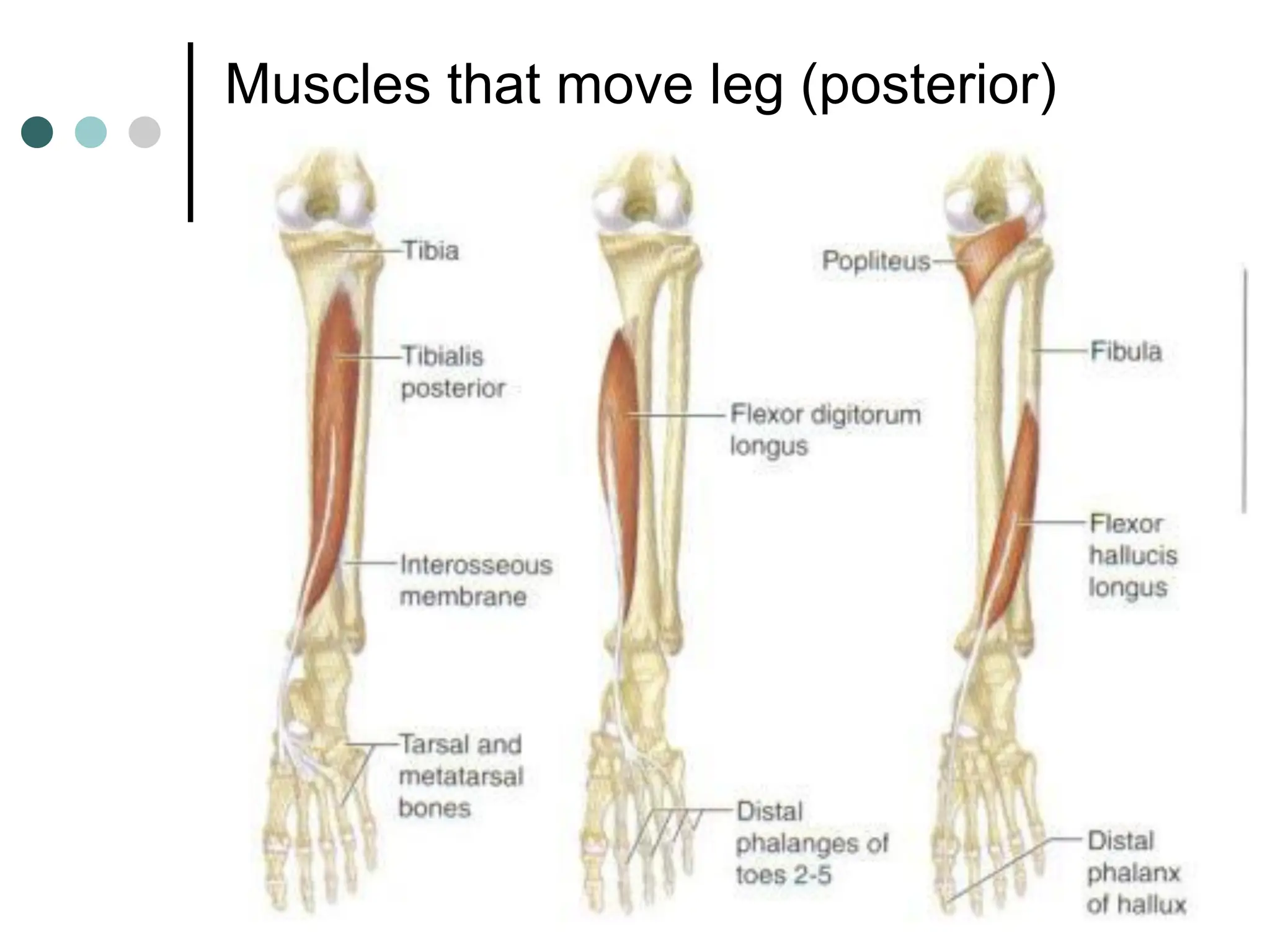 Anatomi 6 Muscular - appendicular.pdf