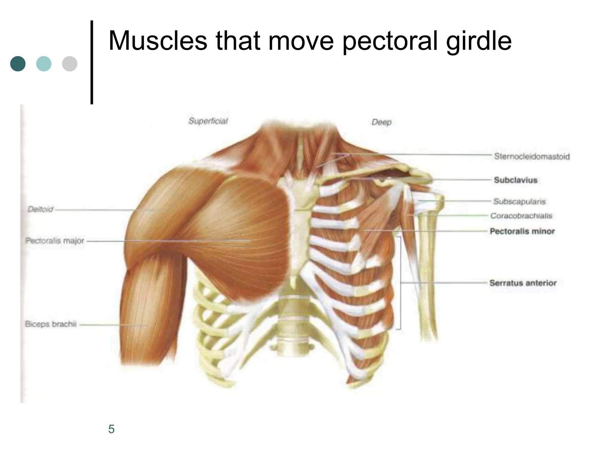 Anatomi 6 Muscular - appendicular.pdf