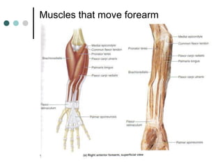 Anatomi 6 Muscular - appendicular.pdf