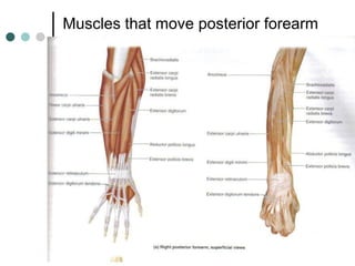 Anatomi 6 Muscular - appendicular.pdf